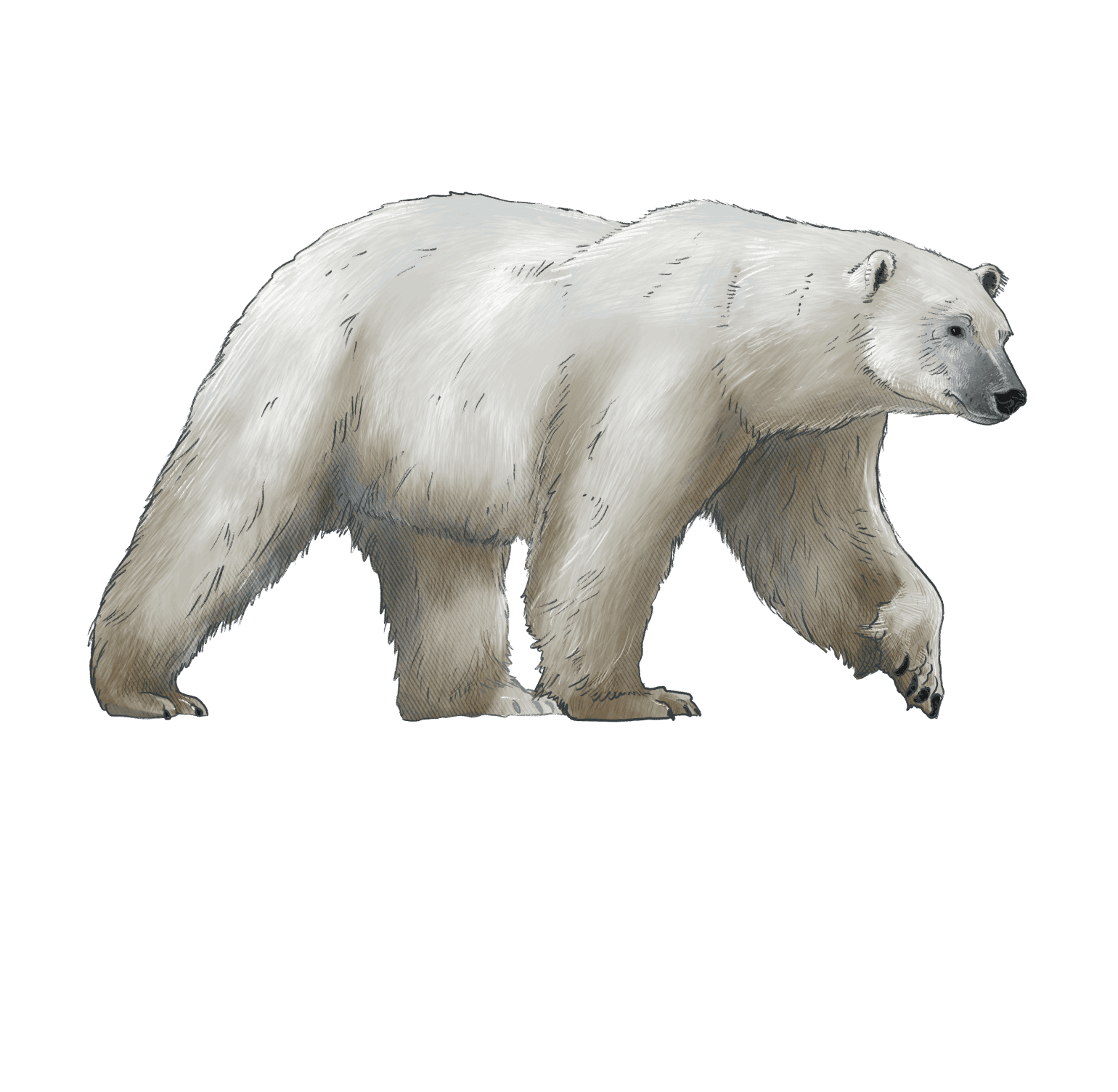 Белый медведь 60 фото - Sovaphoto.ru